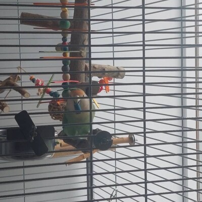 Jungle Animal Charms Linkable Beads Bird Toy Parts, Sugar Glider Toy ...