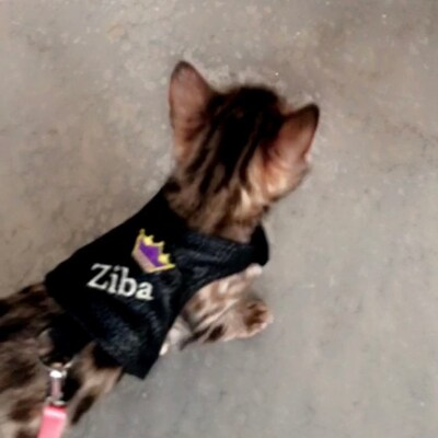 Safetykatz Walking Jacket Black Leatherette Custom Made Reversible Cat ...