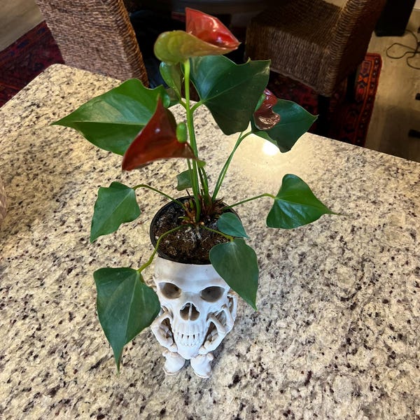 Happy Skull Horror Planter - Unique Plant Pot, Witchy/goth Decor ...