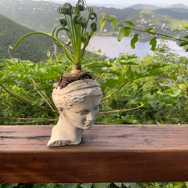 Diana Head & Neck Pot - Etsy