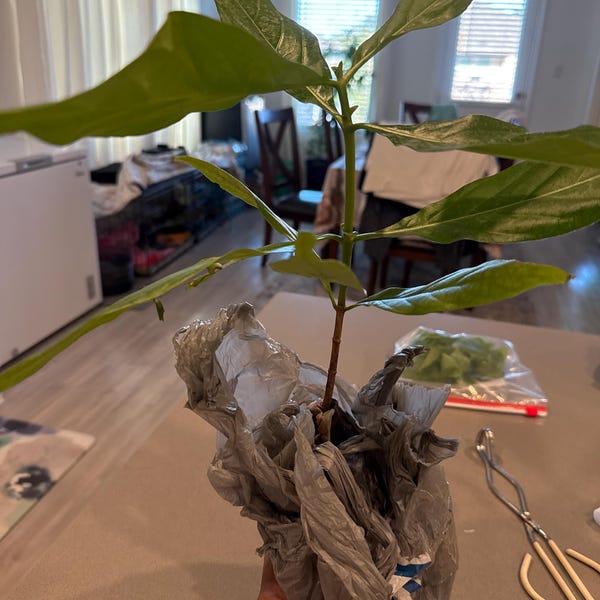Bruce Canistel Seedling - Egg Fruit - Pouteria Campechiana - Zapote ...