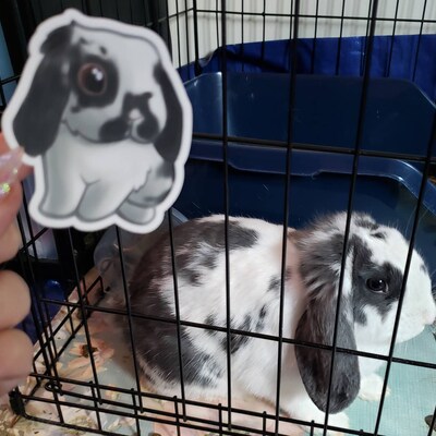 Broken Black Lop Rabbit Sticker Printed Chibi Bunny Vinyl - Etsy