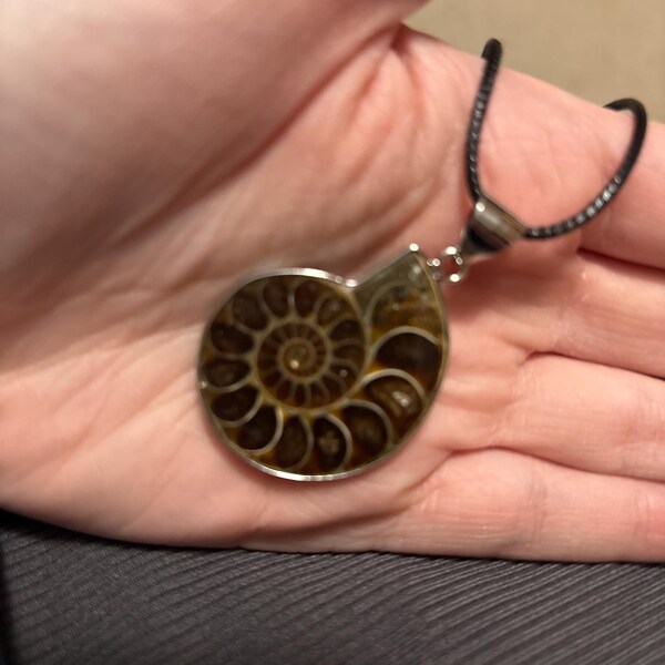 Ammonite Disc Fossil Conch Specimenfree Standspiral Shell Fossilfossil ...