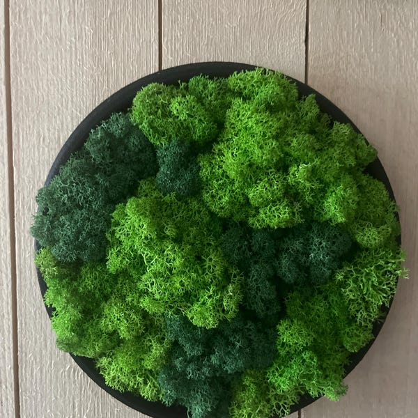 Preserved Green Moss, Reindeer Lichen, 4 COLOURS, Art Wall Decor ...