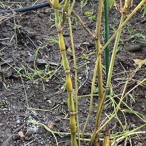 Phyllostachys Bissetti/david Bisset Bamboo-very Cold Hardy Down to 15 ...