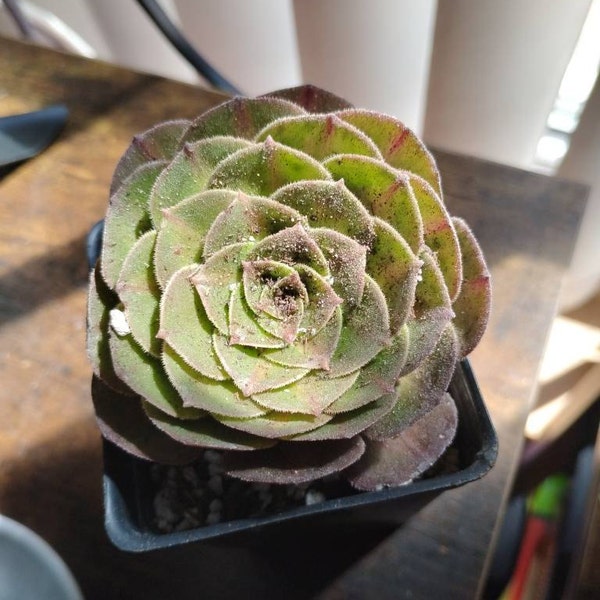 Sedum Multiceps / Miniature Joshua Tree old Trunk - Etsy