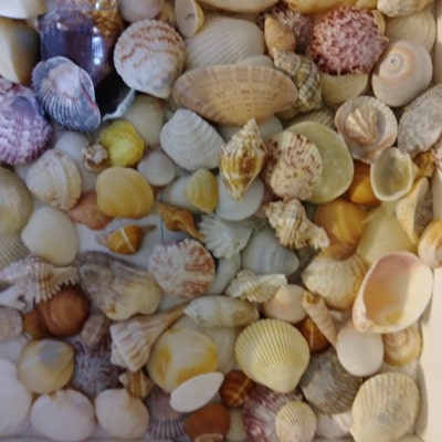 Natural Seashells, Natural Sea Shells, Natural Shells, Craft Seashells ...
