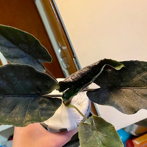 Giant Lau Lau / Red Java Pear Syzygium Megacarpa VERY RARE - Etsy