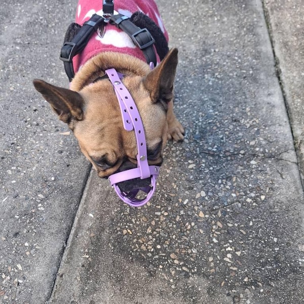 Custom Made to Measure Colourful Biothane Dog Muzzle - Ultra Adjustable ...