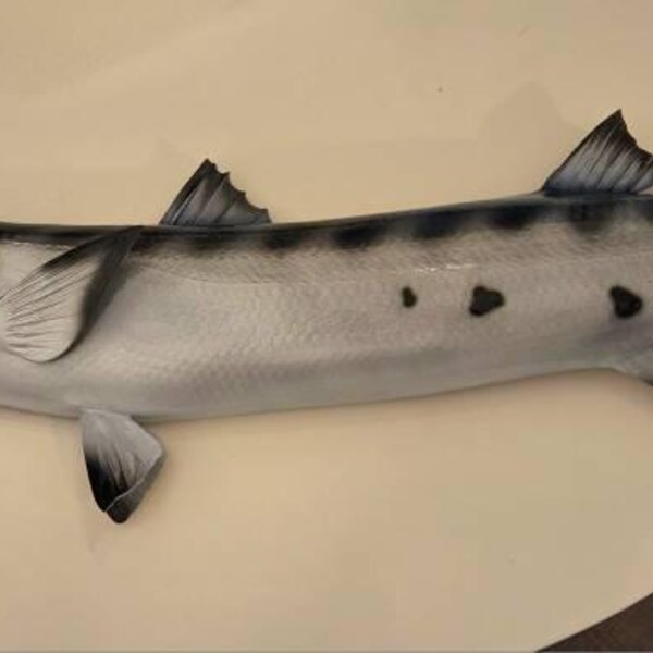 Largemouth Bass Half-side Fish Mount 28'' - Etsy