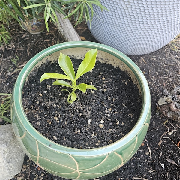Giant Overgrown in Pot. Maxillaria Tenuifolia Yamada (yellow Bloom ...