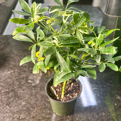 Variegated Schefflera Moondrop 4 Pot ALL PLANTS Require You to Purchase ...