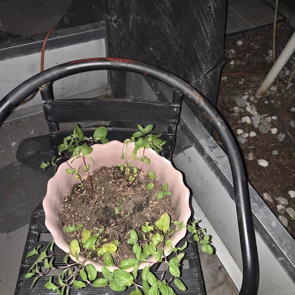 Mojito Mint Live Plants (5-9") - Pack of 3 (THREE)- Authentic Mentha X ...