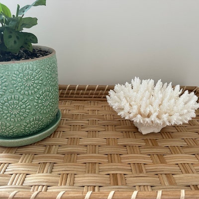 25 to 500 Limpet Shells Seashells Aqua Blue Teal Green Limpet Small ...