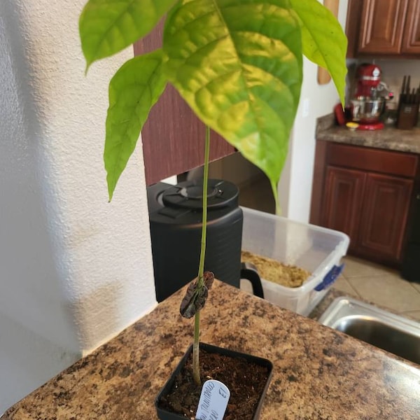 Theobroma Cacao Cocoa Chocolate Fruit Tree Potted Plant Trinitario ...