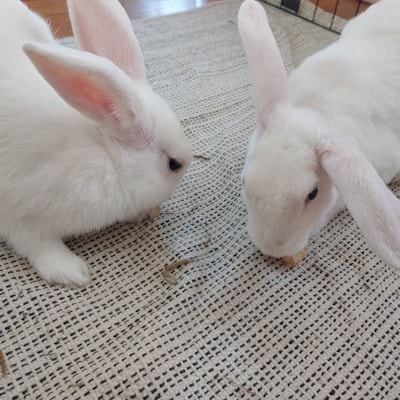 Tiny Flavored Balsa Triangles pkg of 20 Fruit Flavored Chew - Etsy