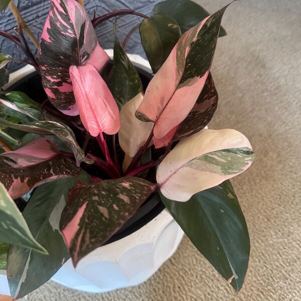 Philodendron Pink Princess Marble "high Pink Color" :indoor Plants ...