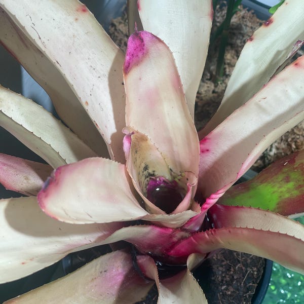 Bromeliad Vriesea Red Chestnut 6" Pot - Etsy