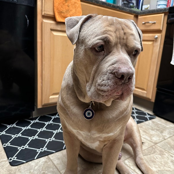 Angel Wings Enamel and Stainless Steel Personalized Custom Pet Tag With ...