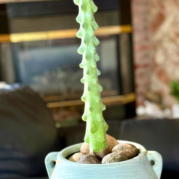 Gorgeous Variegated Gymnocalycium Mihanovichi 4” Rare “moon” Cactus ...