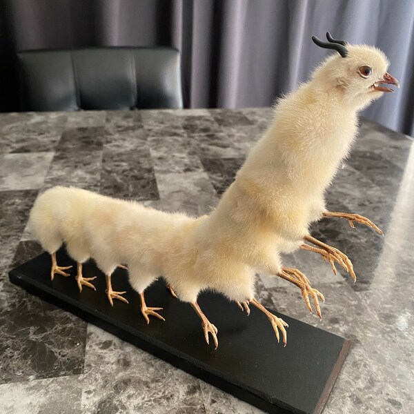 Made to Order. Sixteen Legged Centipede Chicken Taxidermy Curiosity by ...