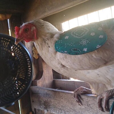 Chicken Saddle Wing Protector Hen Apron Bantam - Etsy
