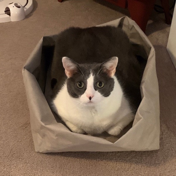 Cat Bed | Made From Washable Paper | Cat Box | Cat Cave | Pet Box | Pet ...
