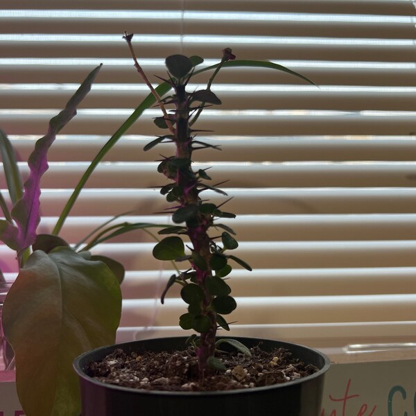 Dwarf Crown of Thorns Red Form (euphorbia Milii Imperatae) - Etsy