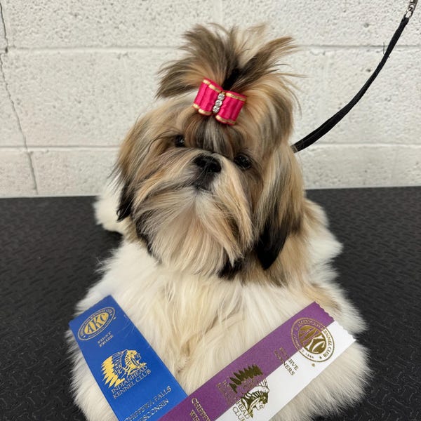 Dog Bows and More "stunning in Red" Shih Tzu, Yorkshire Terrier, Biewer ...