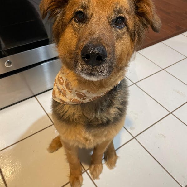 Blitz Football Dog Bandana - Etsy