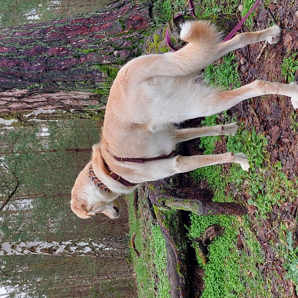 BIOTHANE DOG HARNESS, Large Breeds Training Harness, Biothane Beta ...