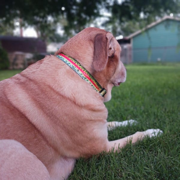 Rainbow Trout Dog Collar Personalized Cutbow Trout Dog Collar Fishing ...
