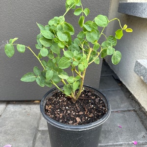 Rare New Rose. Red Juicy Terrazza. 红果汁flower Machine. Continue Blooming ...