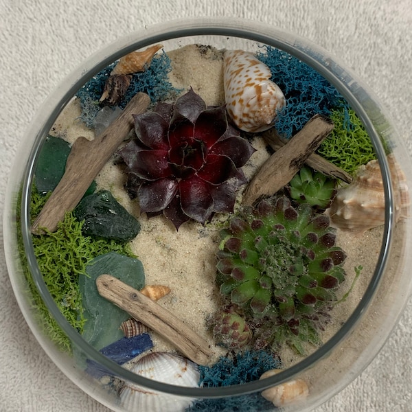 DIY Succulent Terrarium Kit: Sea Glass & Driftwood Planter, Indoor ...