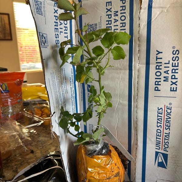 Rare Rose Juice Splash| 果汁飞溅 | Rainbow Flower 1 Gallons. - Etsy