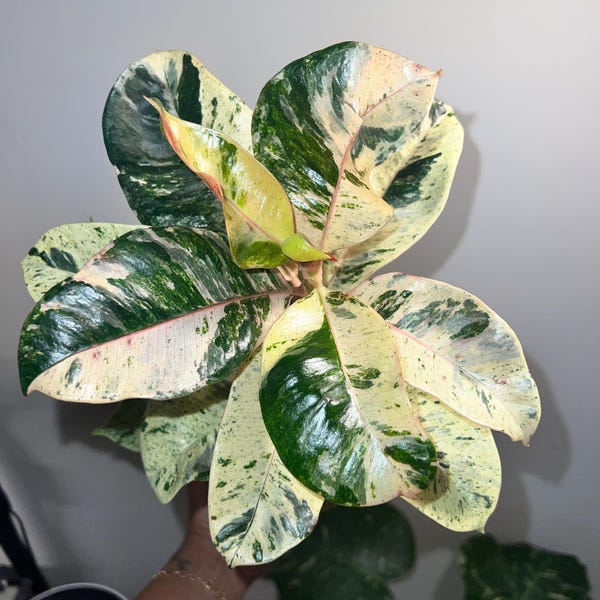 Live House Plant Bloom Fuchsia African Violet Harmony’s ‘vat Real Life ...