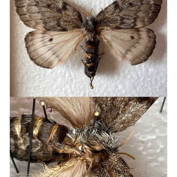Coloradia Pink Saturn Moth Arizona USA - Etsy