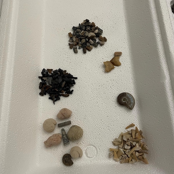 4 Inch Wood Stand for Abalone Shells, Gemstones, or Other Items ...