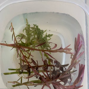 1 Bucephalandra Micro Live Aquarium Plants Free S/h Live Aquatic Plants ...