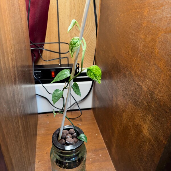 Carnival Pothos Teruno Series Epipremnum Aureum Carnival Terunoworld ...