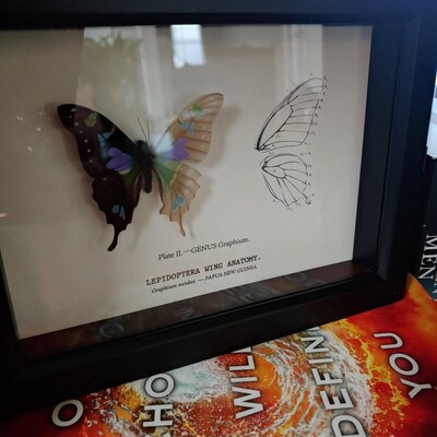 Real Framed Butterfly Curiosity Skeleton Anatomy - Etsy