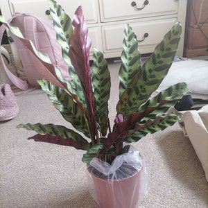 Mixed Alpine Plants Vibrant Garden Perennial Large Flowering - Etsy UK