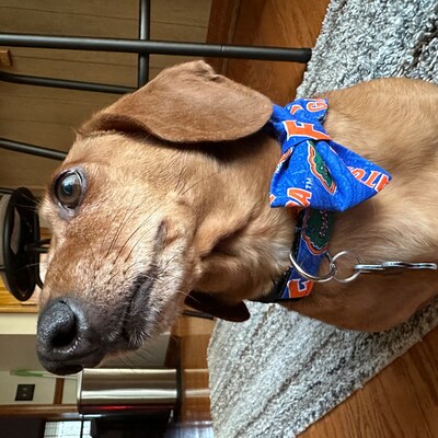 Handmade Duck Collar. Coco Collar. Green and Brown Jacquard Ribbon. for ...