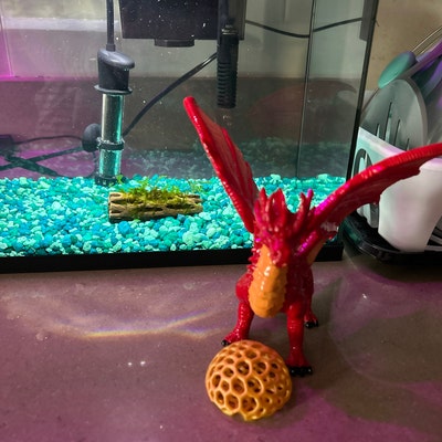 5 Indian Almond Leaves Nano, 5 Filao Cones & 10 Alder Cones Package for ...