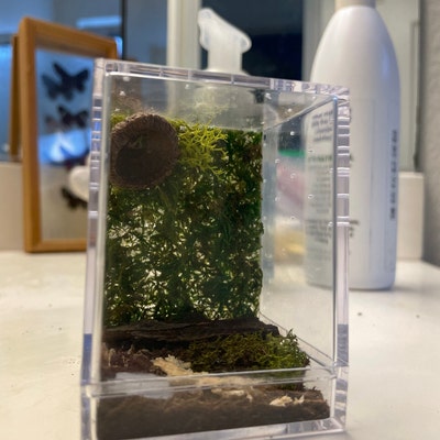 Acorn Jumping Spider Enclosure, Sling Jumping Spider Container Home ...