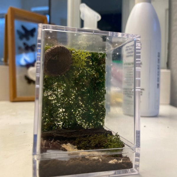 Acorn Jumping Spider Enclosure, Sling Jumping Spider Container Home ...