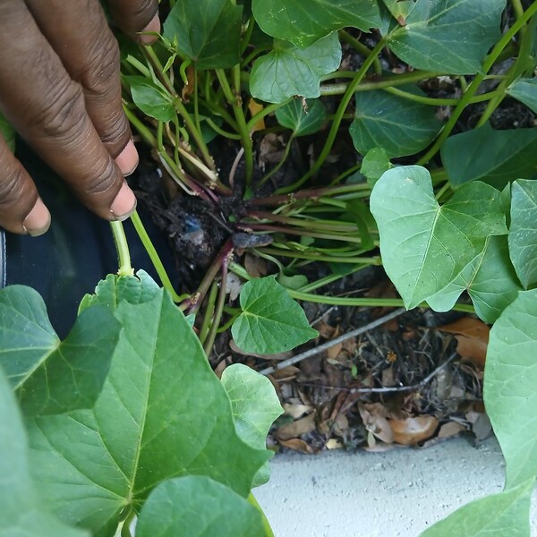 2 Pound Granular ZEOLITE Fertilizer Compost Agent All Purpose Absorbent ...