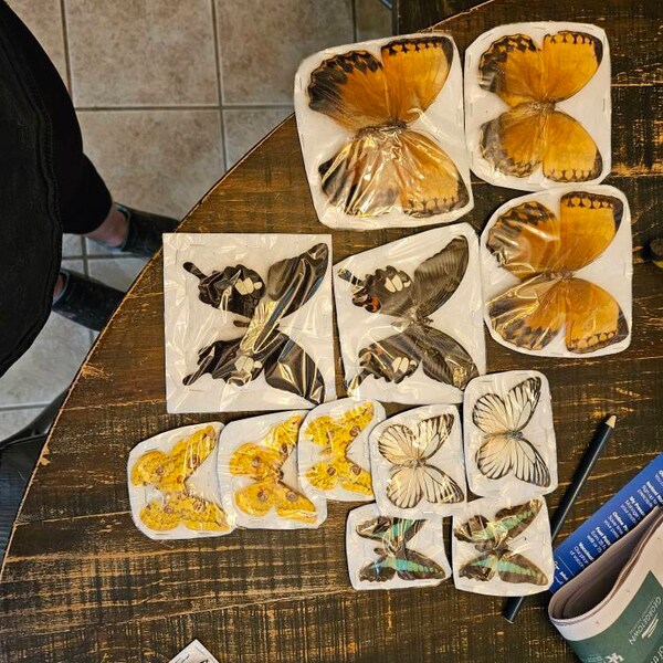 15 Real Assorted Beetles Bees Cicada Scorpion Butterfly - Preserved ...