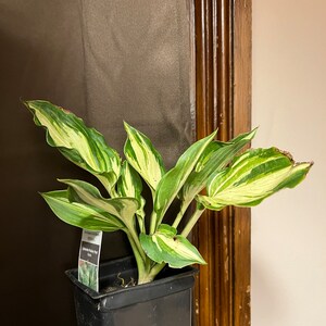 Hosta 'afterglow' 3 Pot Size Starter Plant - Etsy