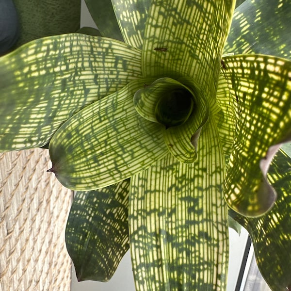 Vriesea Gigantea Rare Bromeliad Live Plant - Etsy